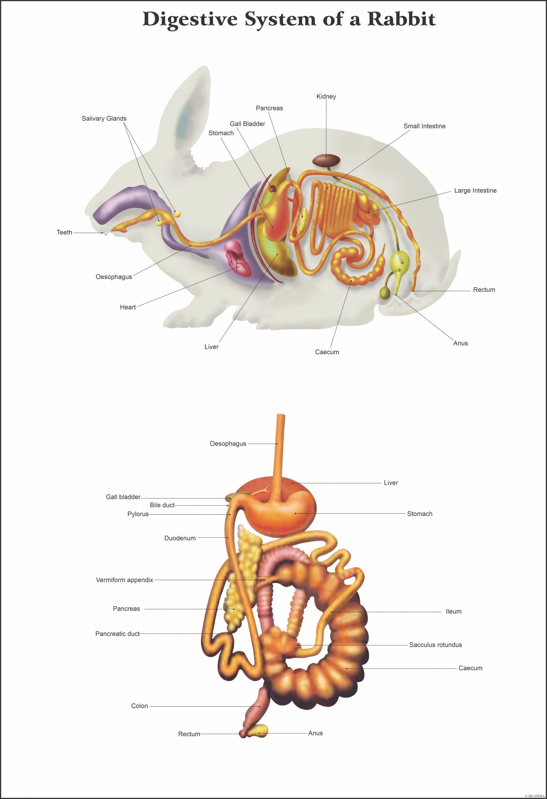 The Rabbit Gastrointestinal Tract - Redbeck