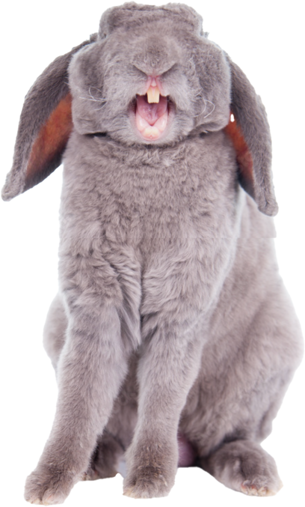 Room Service – Daily Routine at Redbeck Rabbit Boarding