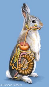 The Rabbit Gastrointestinal Tract - Redbeck Rabbit Boarding
