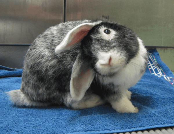 E. Cuniculi (EC) - Redbeck Rabbit Boarding